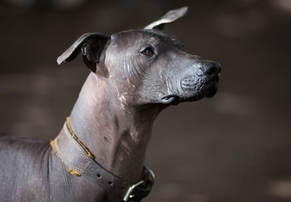 Xoloitzcuintle: El perro mexicano sin pelo y antigua guía en el ...