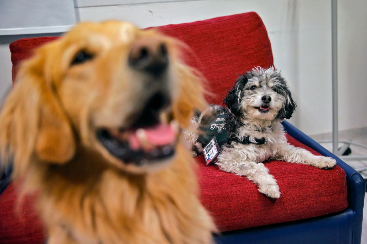 "Brownie, el Primer Perro de la República": La viral y tierna mascota ...