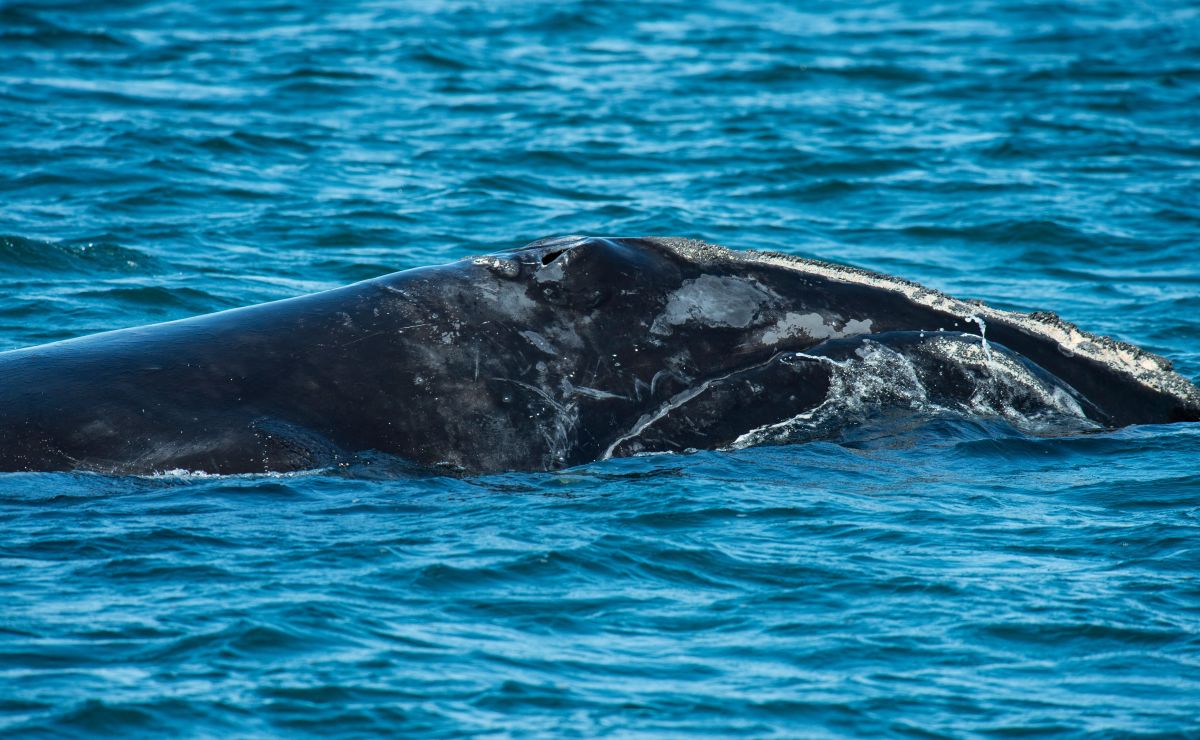 Alarma por otra ballena muerta: van 11 casos recientes en Nueva York y ...