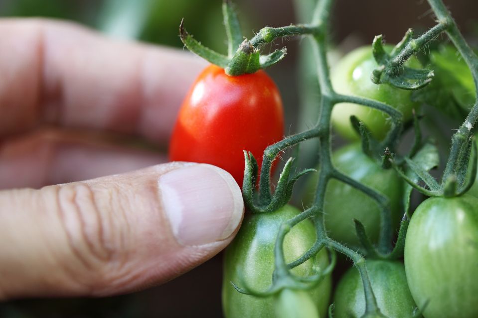 Jardinero rompe récord Guinness cosechando 1,269 tomates cherry en un ...