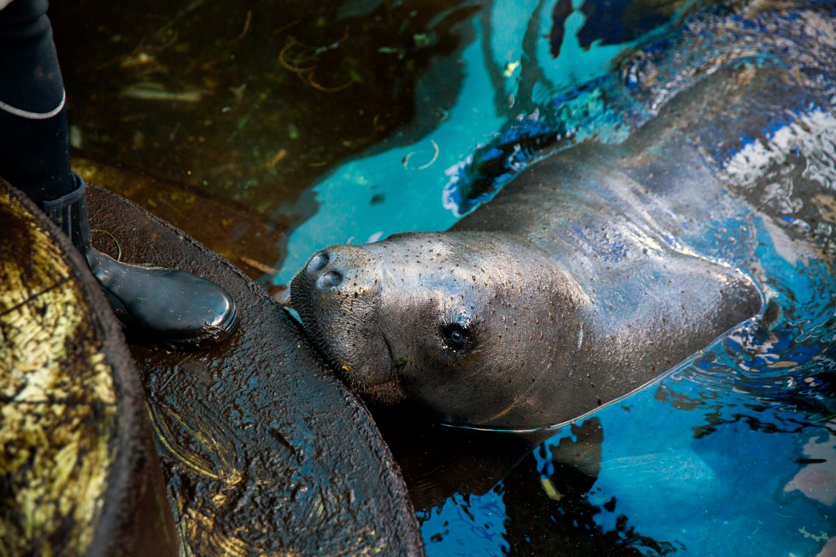 Video: Conmovedor momento en el que rescatan a un manatí bebé en Belice ...