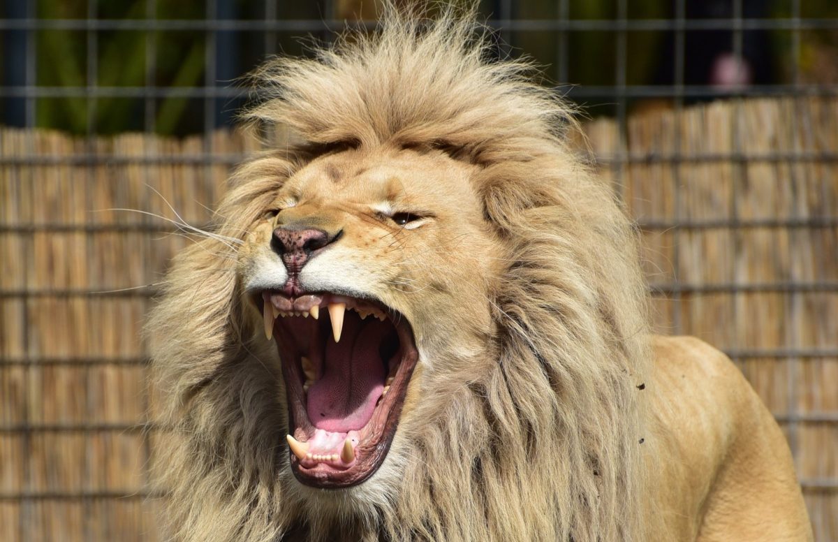 León en China se vuelve viral por su particular cabello estilo "mullet ...