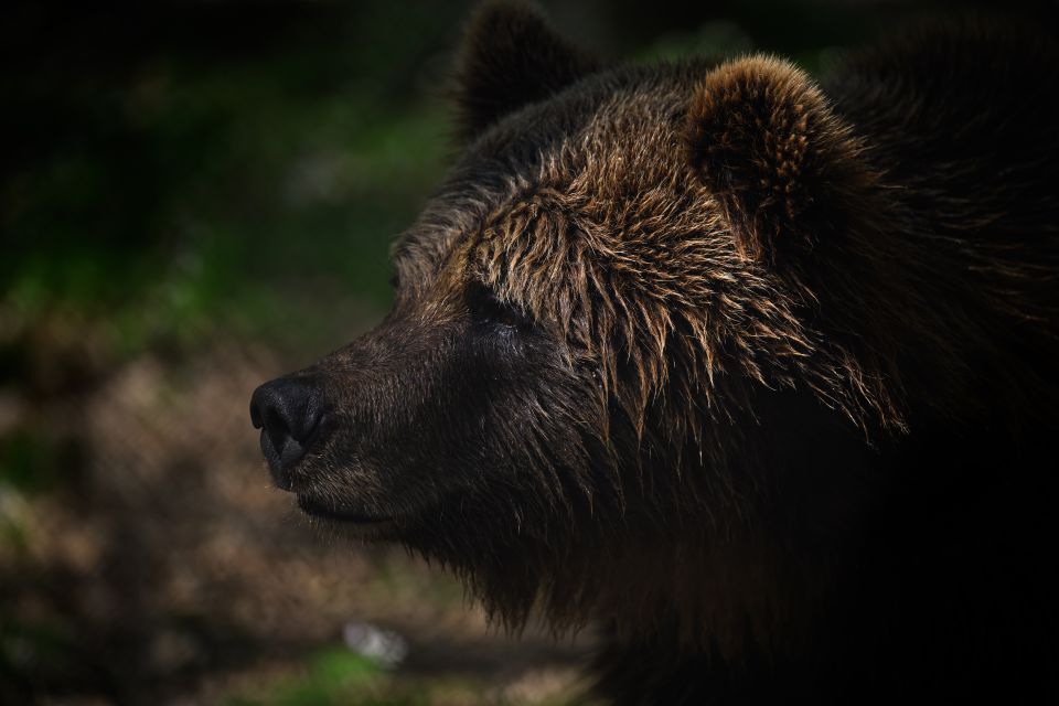 Video: Pareja de Connecticut descubre a un oso comiendo en su cocina y ...