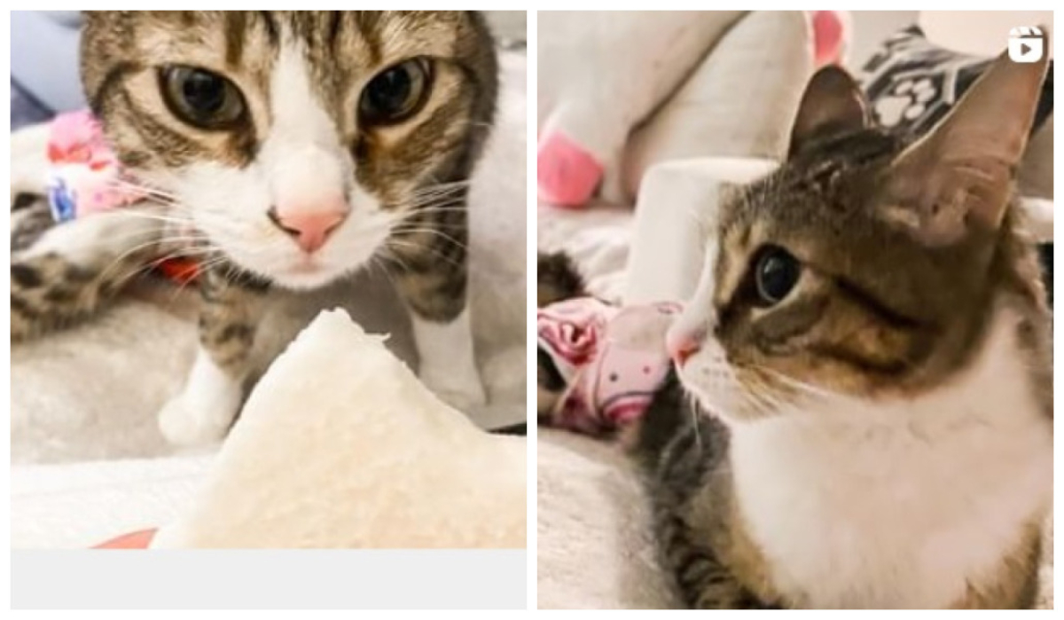 Aoife, la gatita paralítica que usa pañal, es una sensación en ...