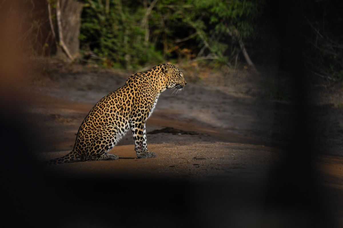 Video: Leopardo hiere a 15 personas en un alboroto de dos días en la ...