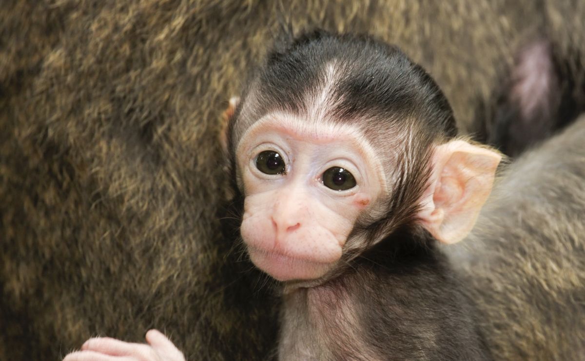 Se vuelve viral foto de bebé mono aferrado al cuerpo de su madre muerta ...