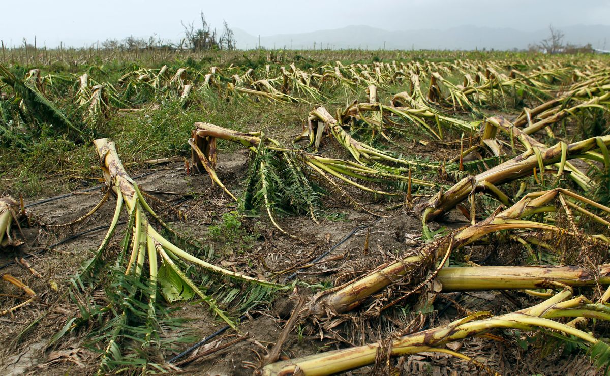 USDA anuncia tres proyectos para impulsar agricultura sostenible en ...