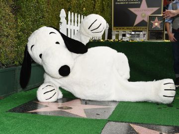 Snoopy existe en la vida real: conoce a Bayley, el doble del perro de ...