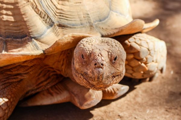 “Chonkosaurus”, la tortuga gigante que fue captada en río de Chicago y ...