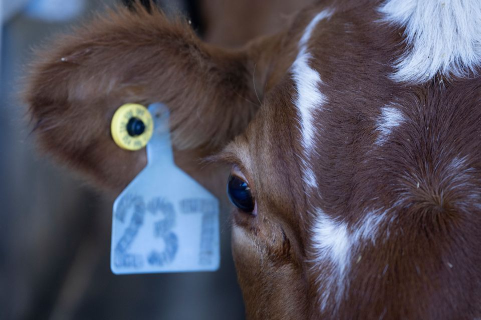 Detectan caso atípico de enfermedad de las vacas locas en Carolina del ...