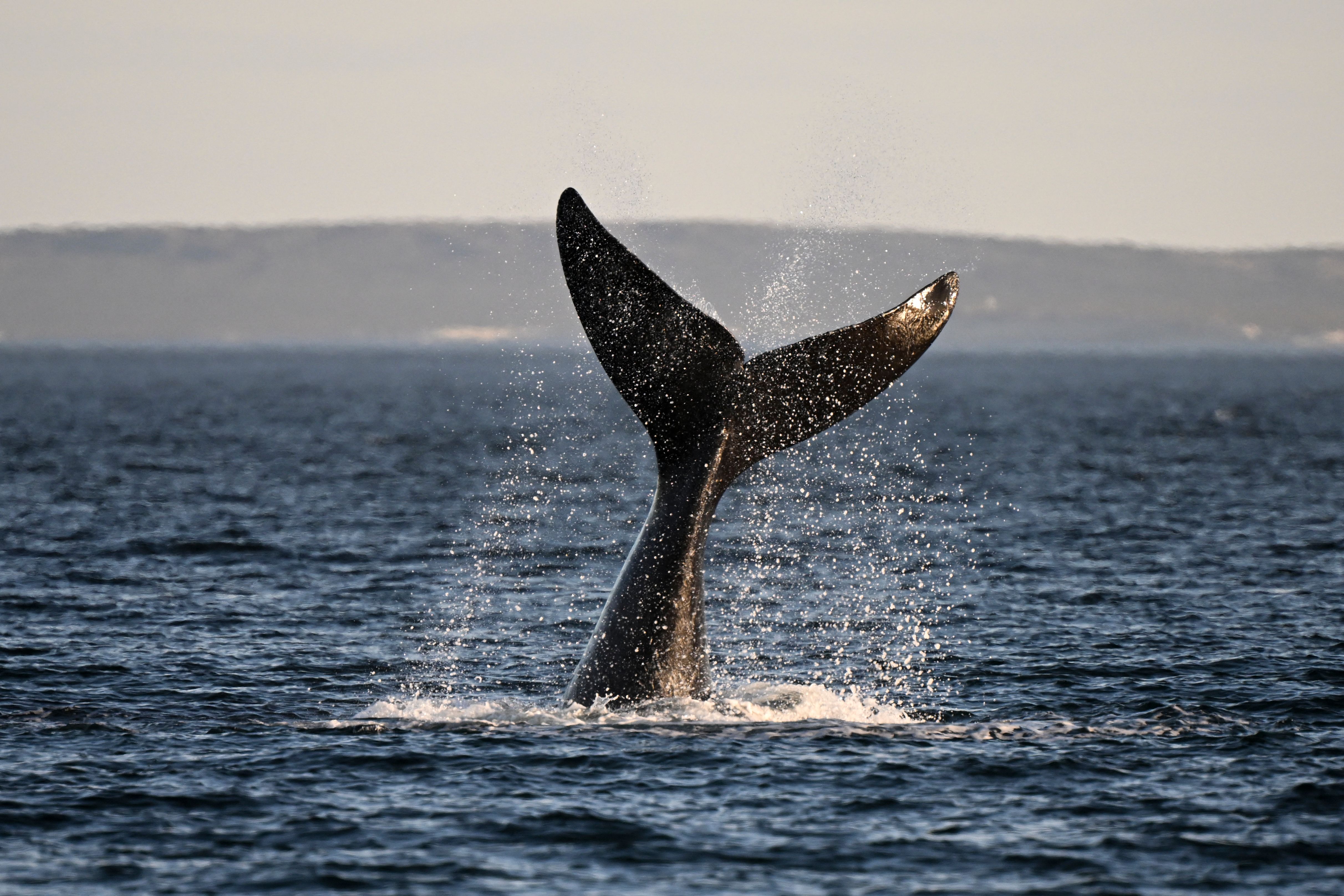Captaron a ballena nadando en bahía de Nueva York con rascacielos de ...
