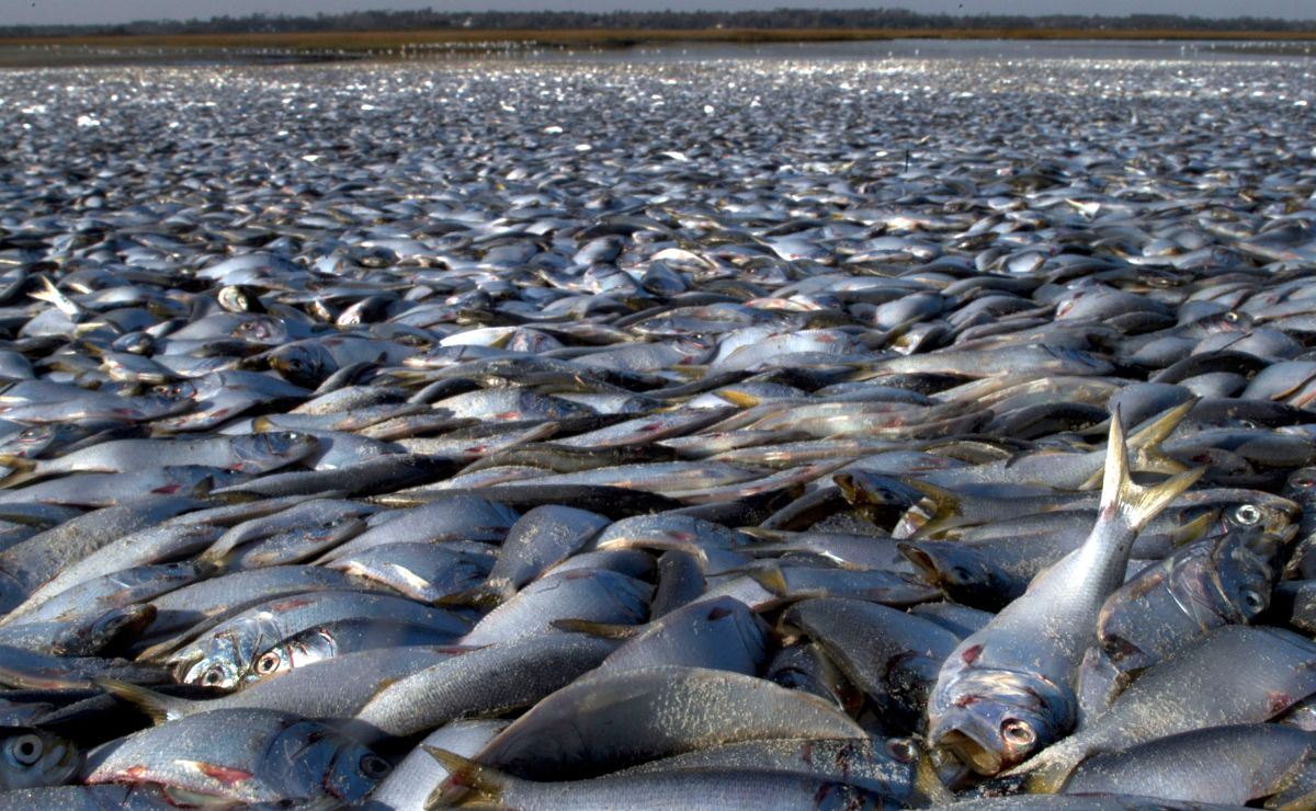 Miles de peces muertos aparecen en playas de la costa del golfo de ...