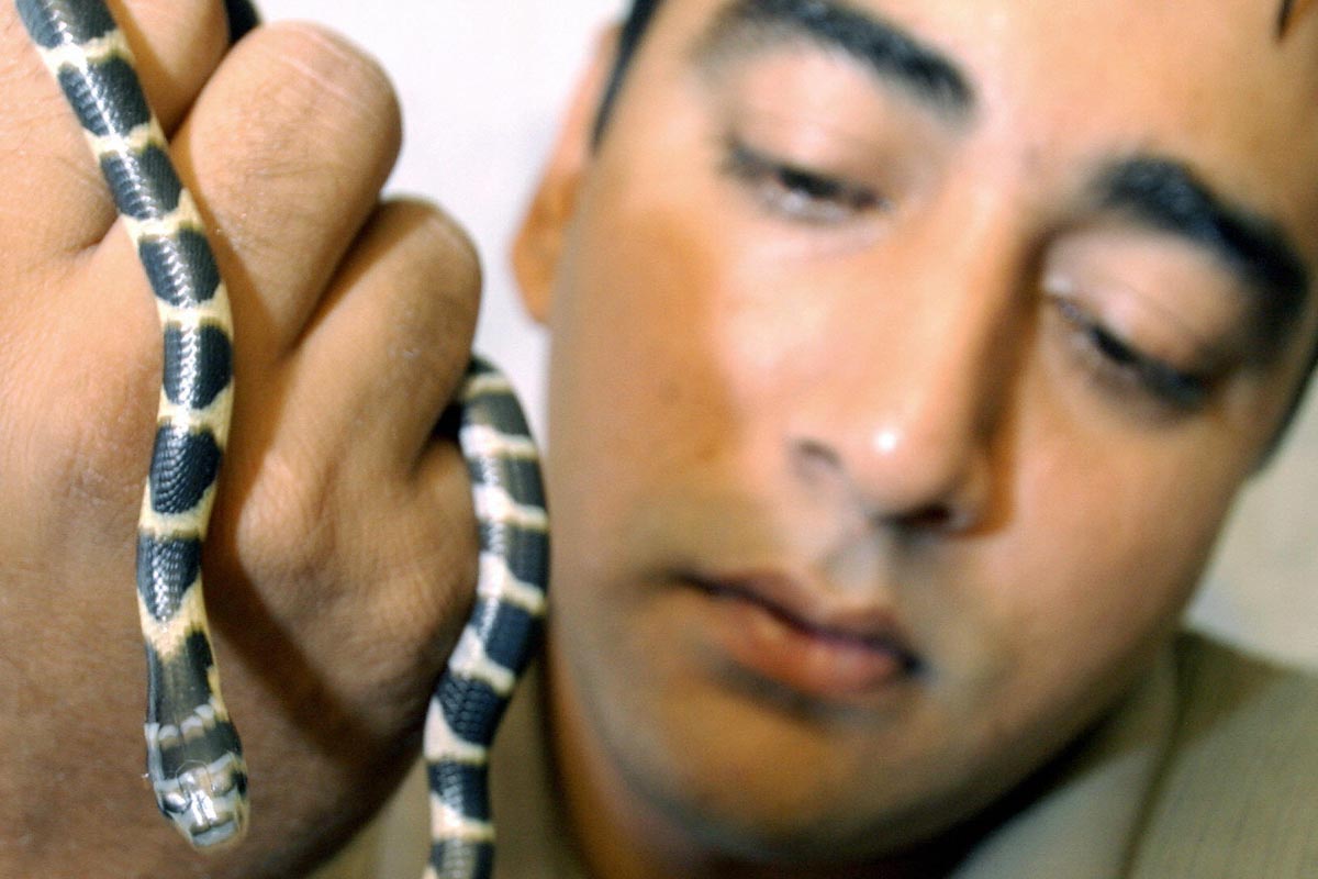 Hombre de Pensilvania fue mordido por una serpiente en más de 50 ...