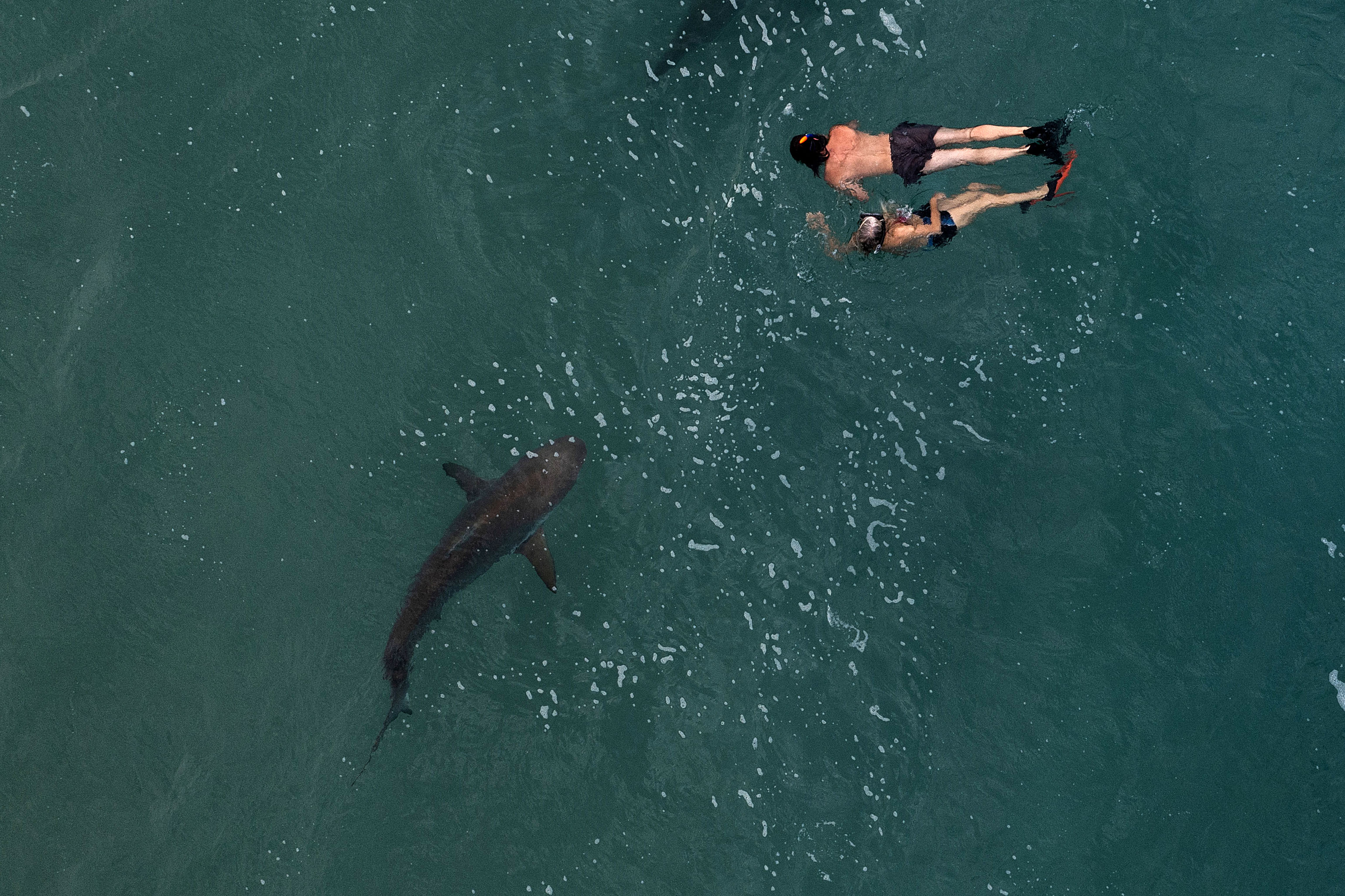Ataque de tiburón en Islas Galápagos: Turista mexicana resulta ...