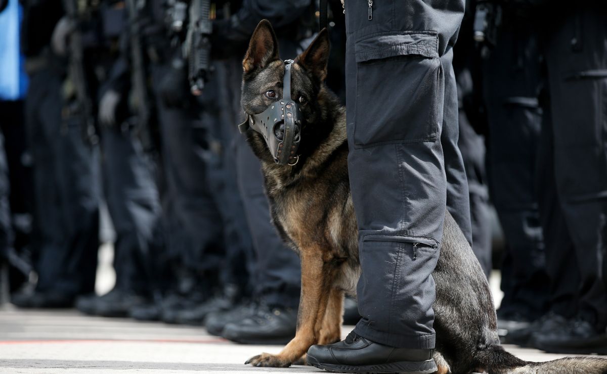 Mueren varios perros policías en Indiana por enfermedades relacionadas ...