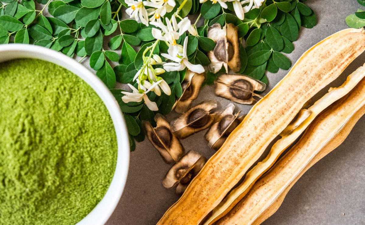 Propiedades y beneficios nutricionales de la moringa - El Diario NY