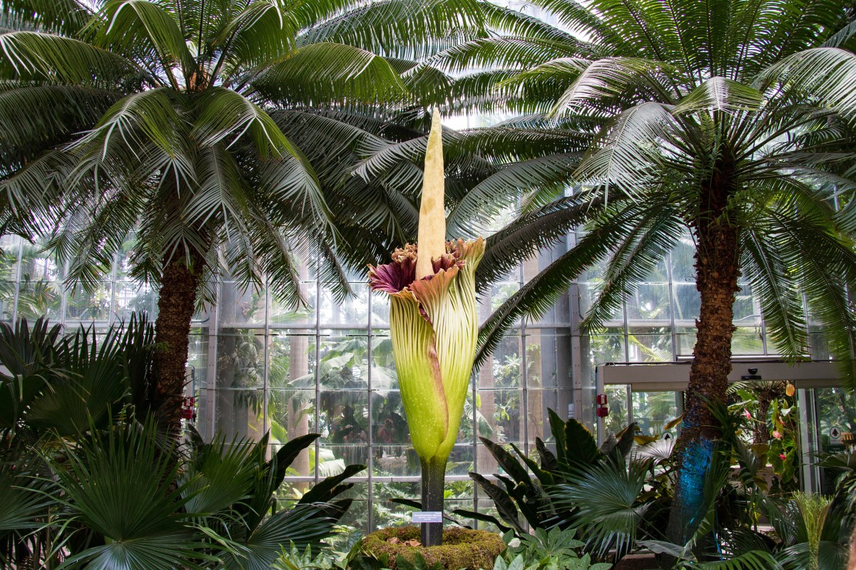 "Huele a carne podrida": Esta es la flor con el peor olor en todo el ...