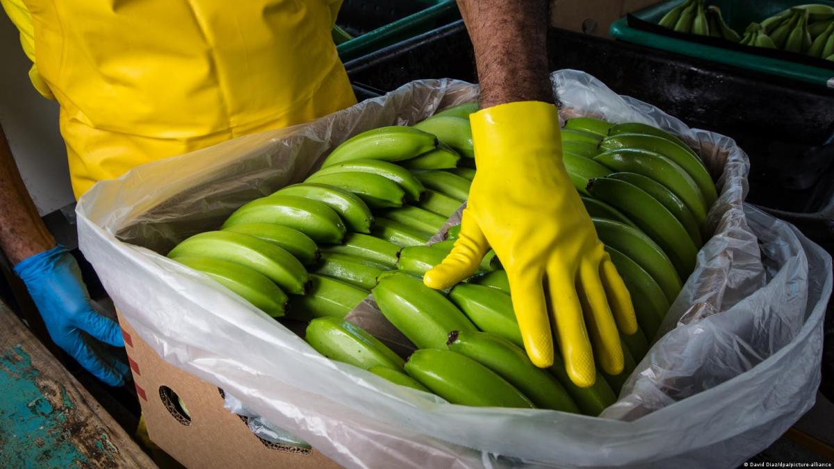 ¿Amenaza el narcotráfico el prestigio del banano en Ecuador? - El Diario NY