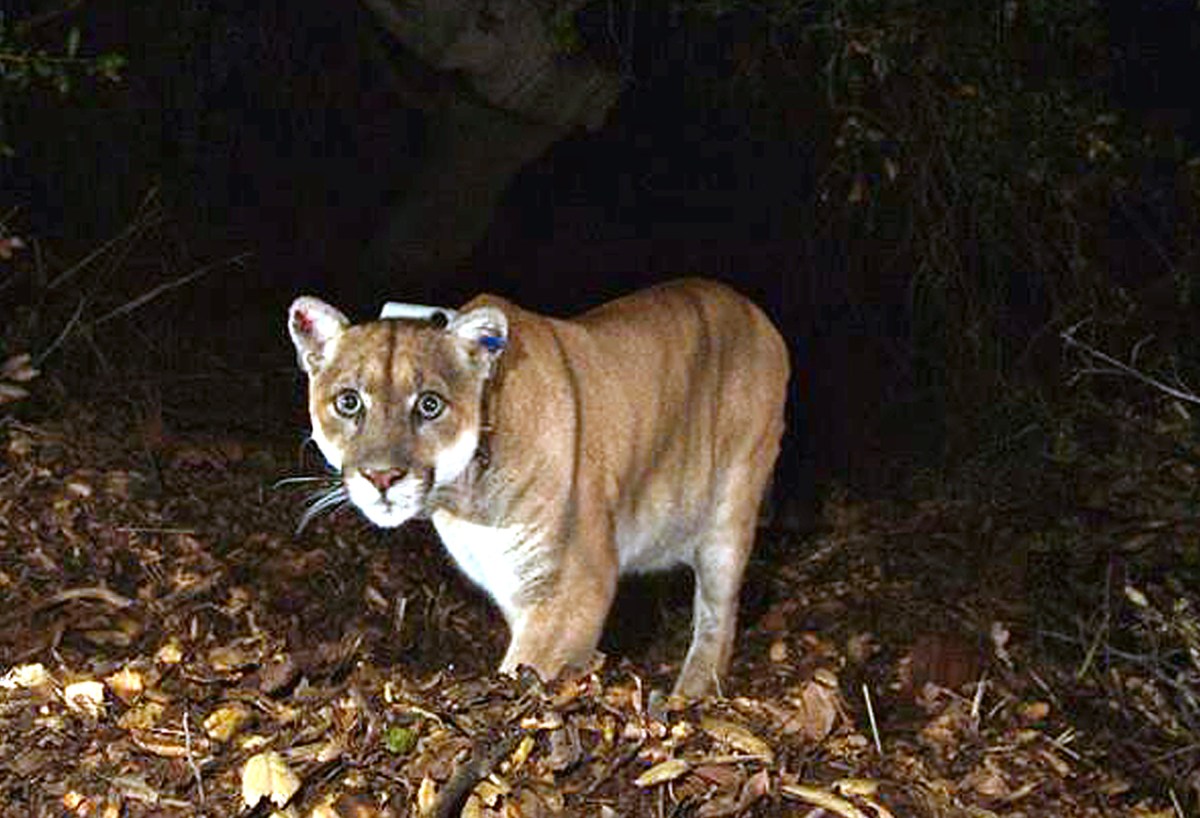 Puma ataca a cinco ciclistas en Washington; una mujer es hospitalizada ...