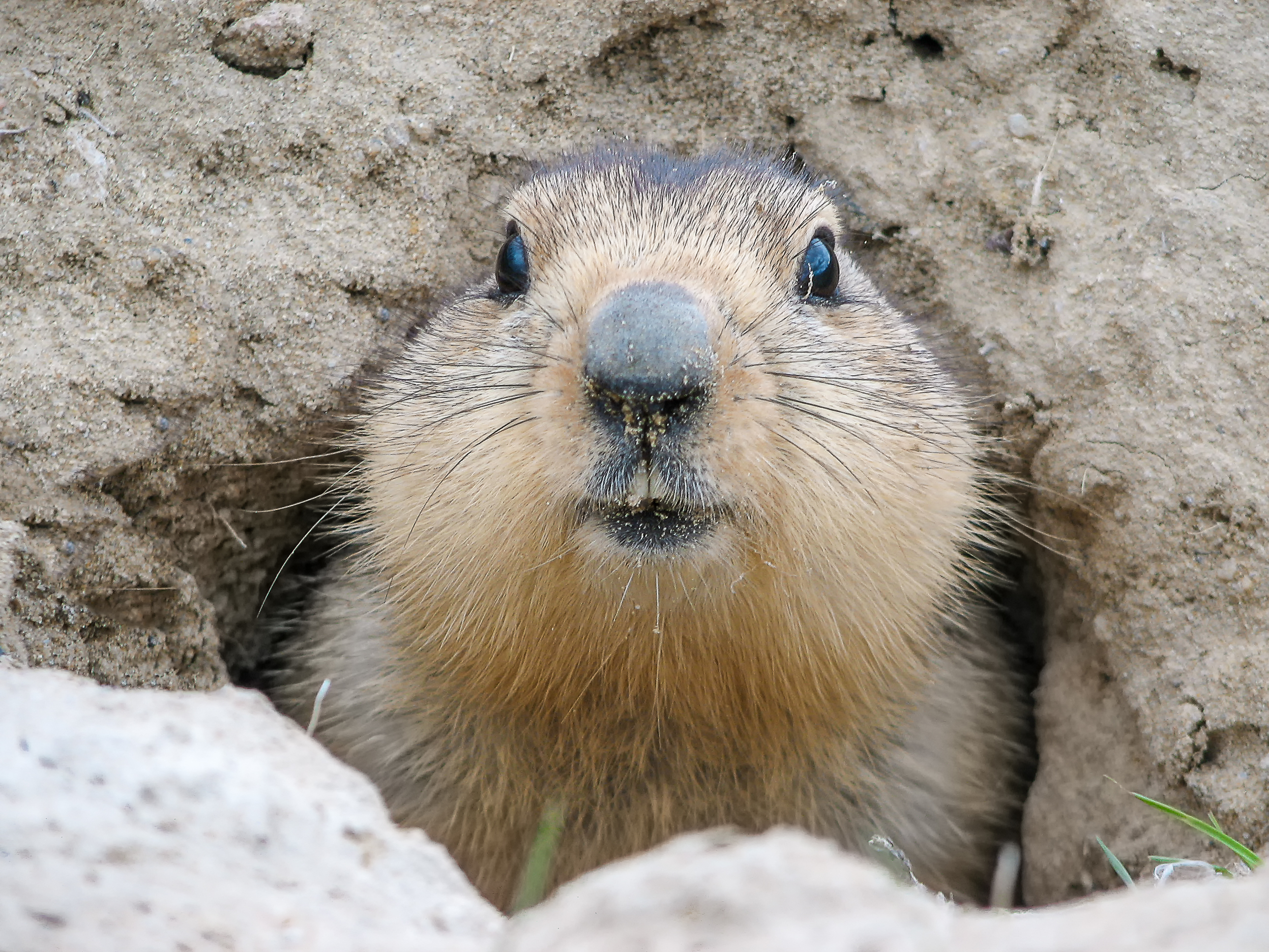 Día de la Marmota: Además de Phil, ¿cuáles fueron los pronósticos de ...