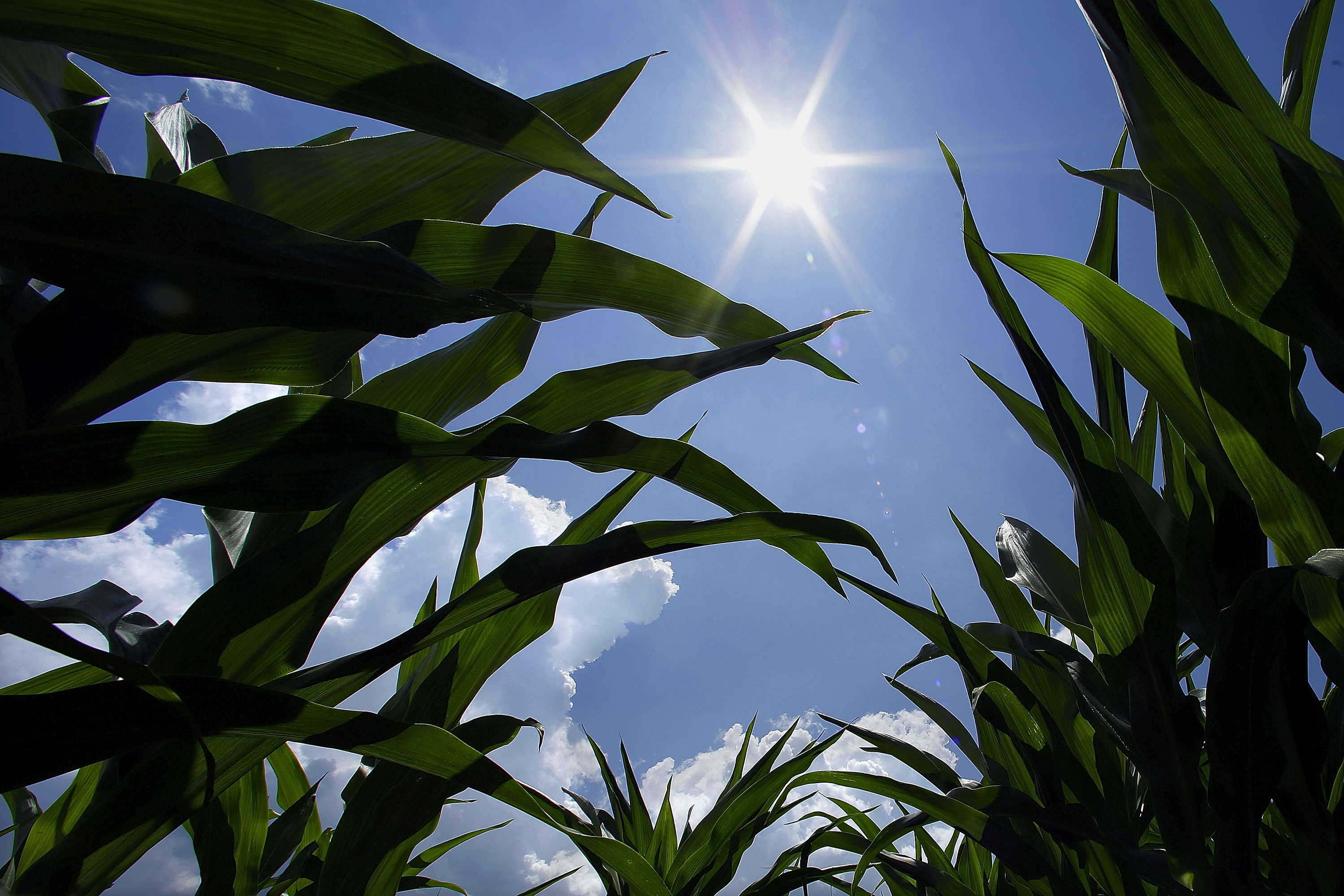 Reportes del clima indican dónde hará más calor y humedad en Estados ...