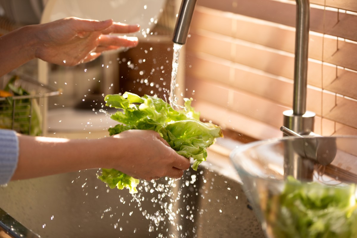 Truco para conservar la lechuga fresca por 60 días - El Diario NY