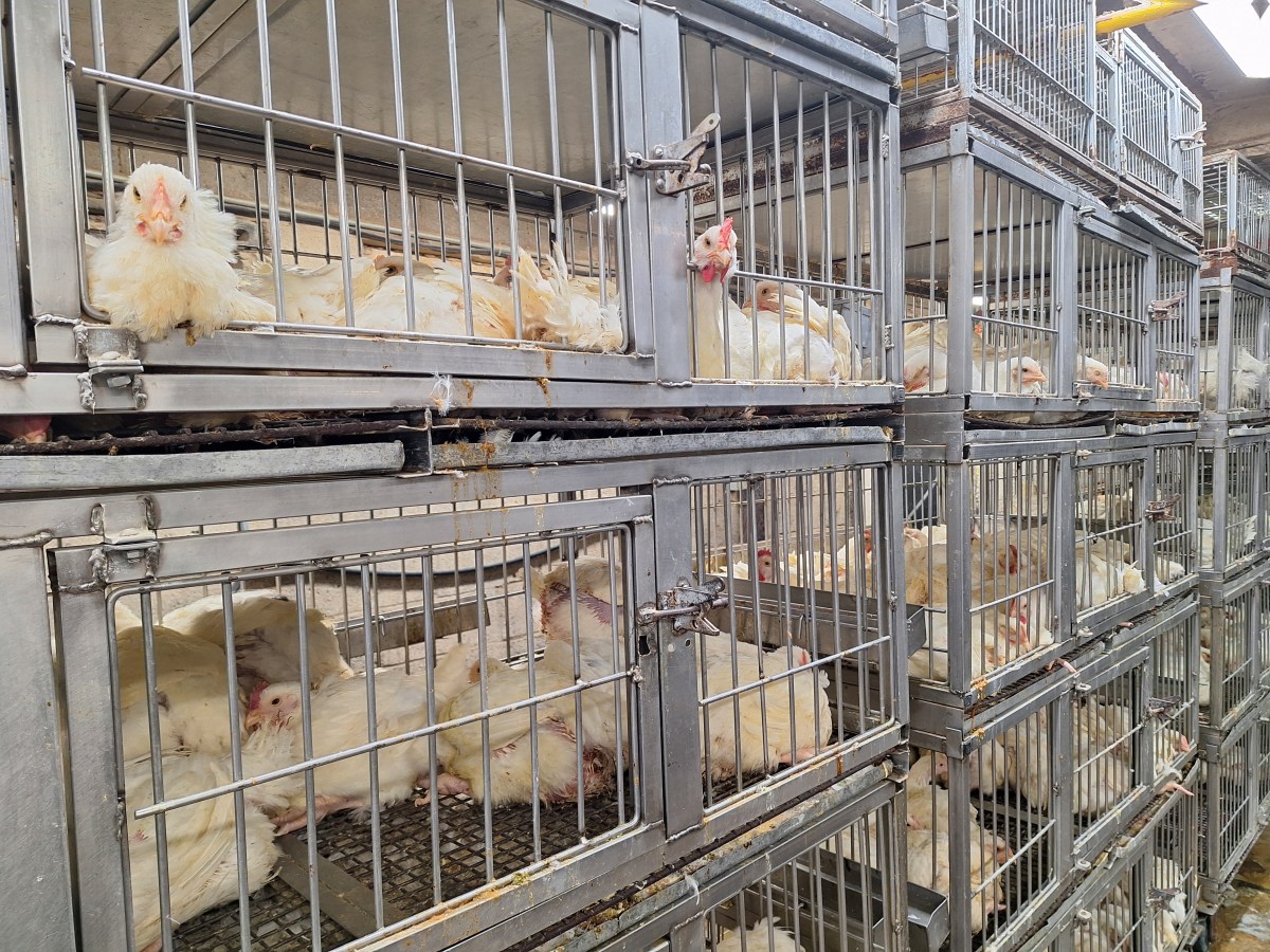 Ordenan cierre temporal de mercados de aves vivas en NY ante presencia ...