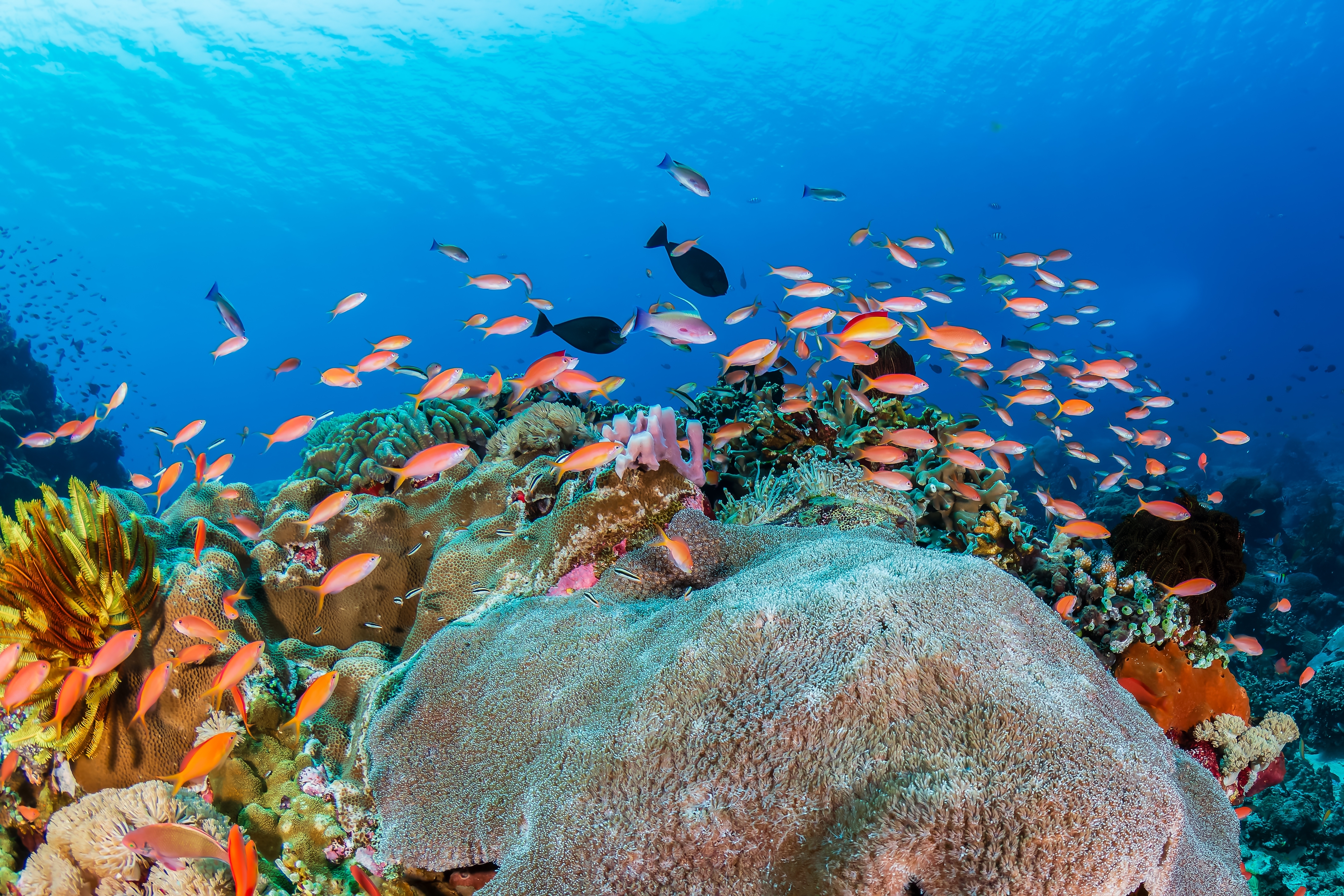 Sorprendente hallazgo de un pez con dientes en la cabeza - El Diario NY