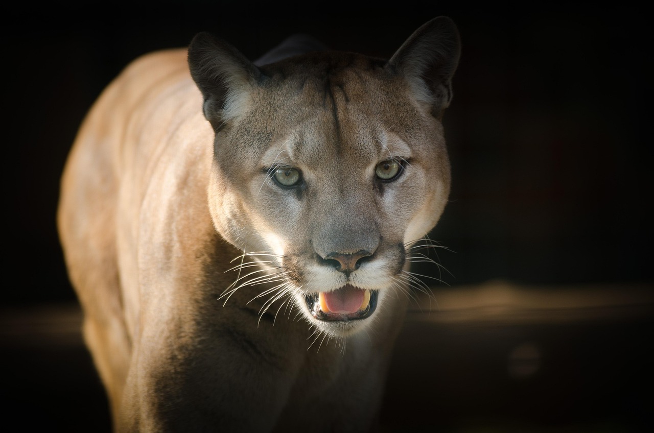 Hallan muerta a mujer atacada presuntamente por puma en Colorado - El ...