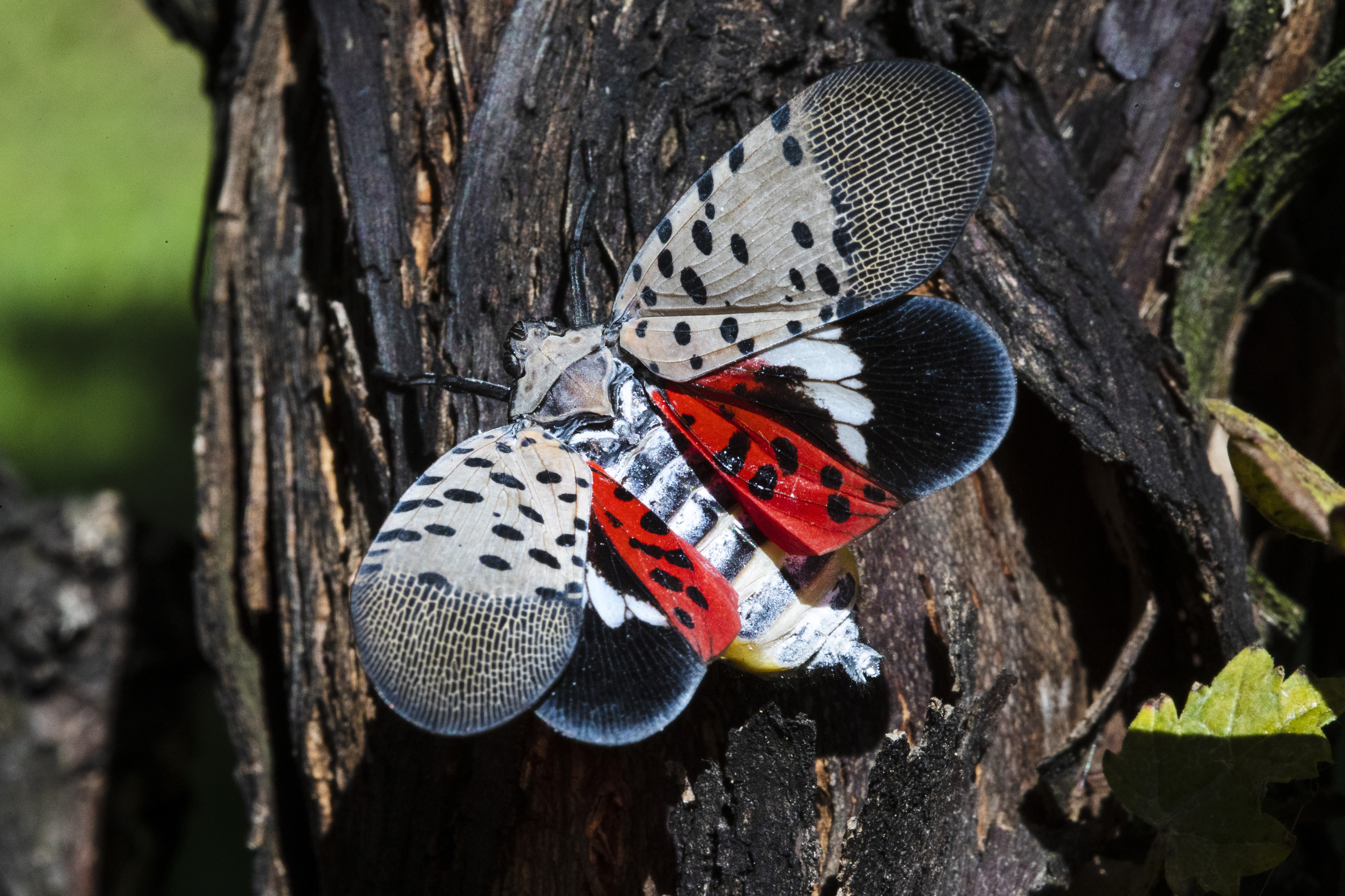 Regreso de las lanternflies: Nueva York se prepara para otra plaga ...