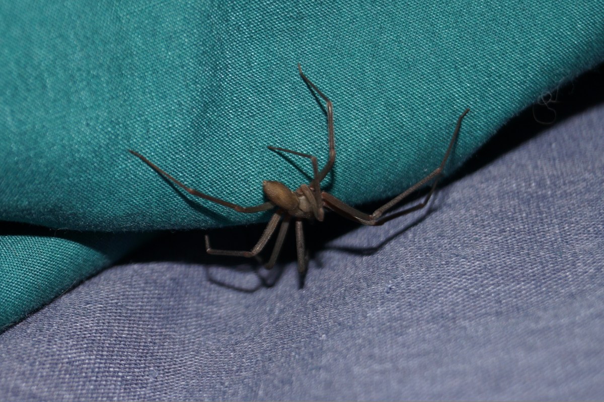 Mujer es picada por araña en Italia y desarrolla sepsis; ahora solo ...